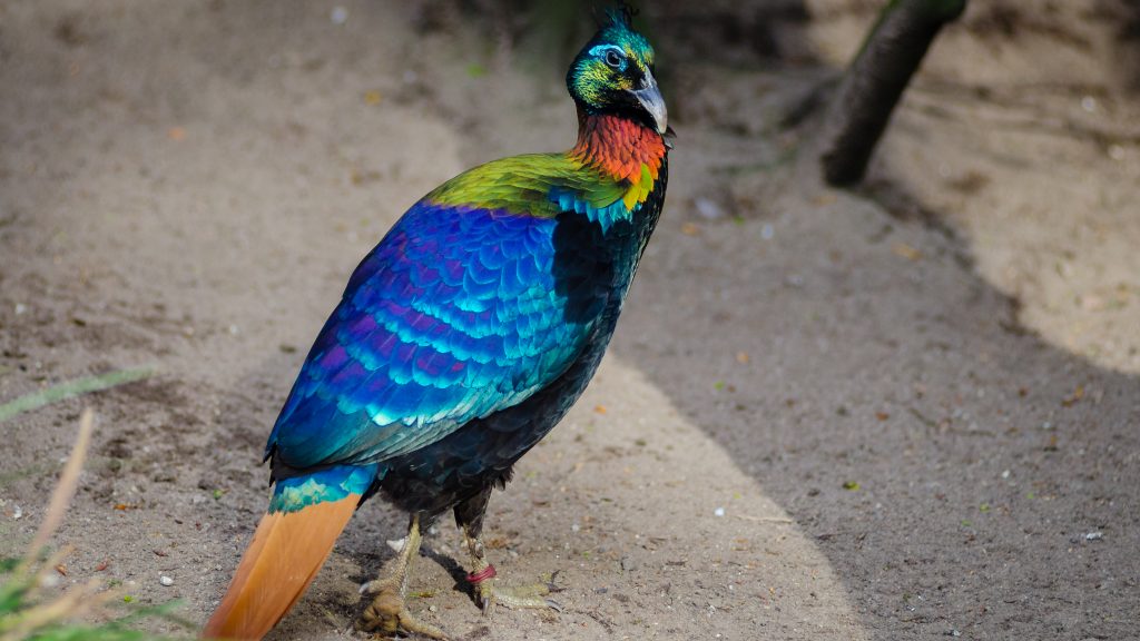 Galináceos e a importância do seu papel no agronegócio brasileiro
