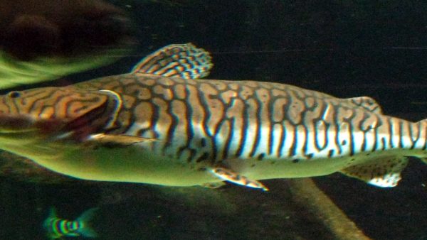 Surubim é um dos peixes mais populares do Brasil