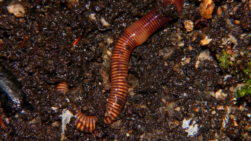 Animais detritívoros ajudam no equilíbrio do ecossistema