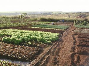 Assentamento: lotes cedidos para restabelecerem as atividades agrícolas