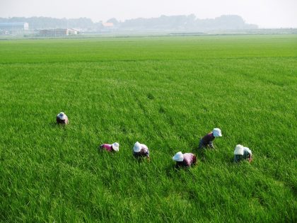 Assentamento: lotes cedidos para restabelecerem as atividades agrícolas
