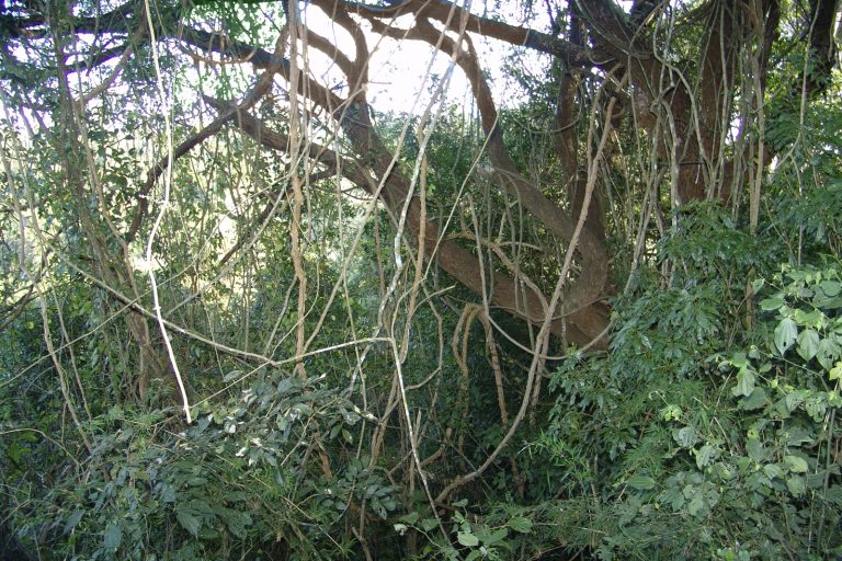 Cipó: os maiores benefícios e funcionalidades da planta