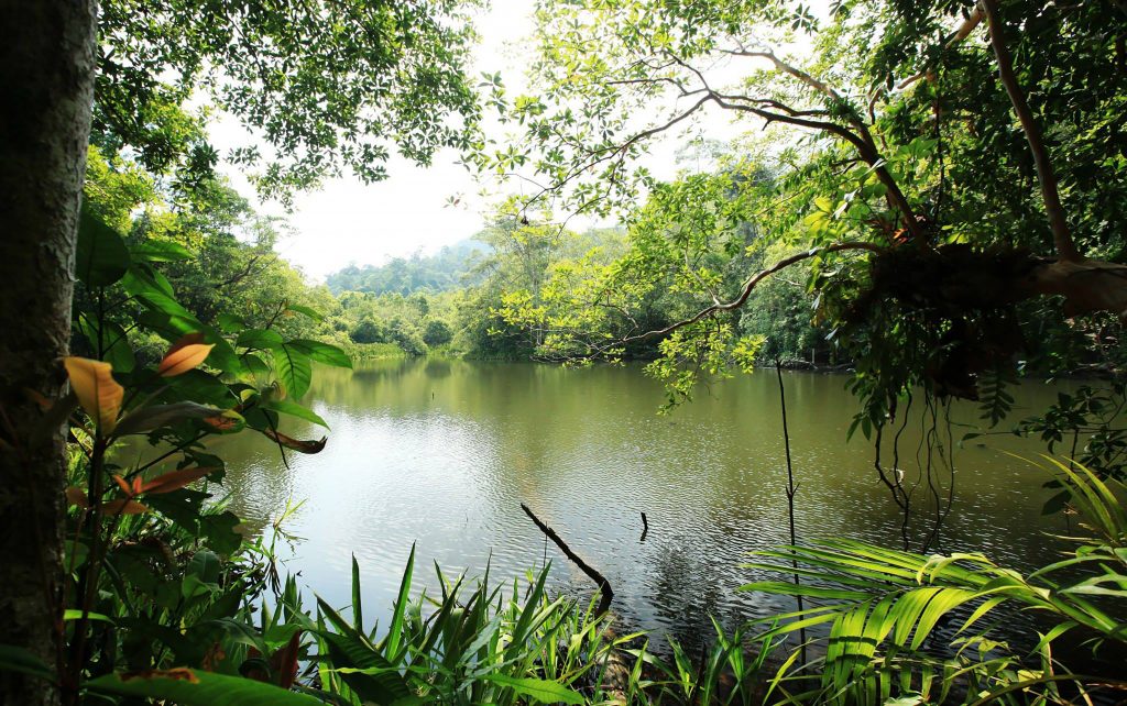 Surubim é um dos peixes mais populares do Brasil
