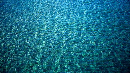 Surubim é um dos peixes mais populares do Brasil