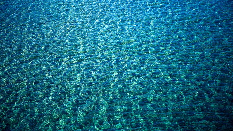 Surubim é um dos peixes mais populares do Brasil