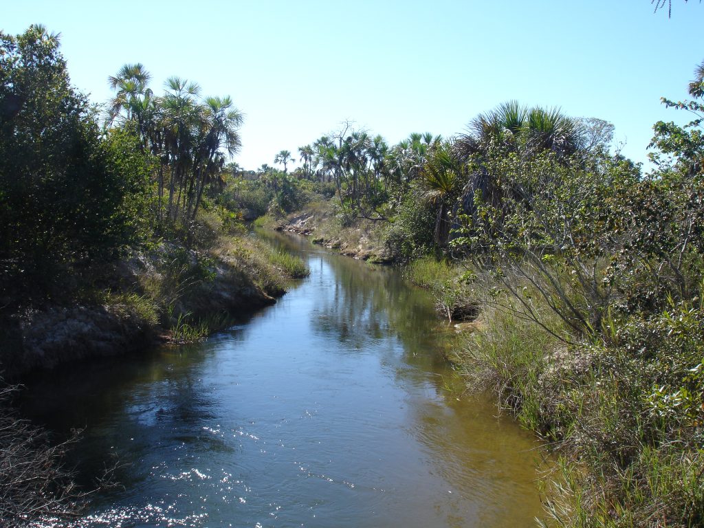 Vereda: o que é e quais suas principais características