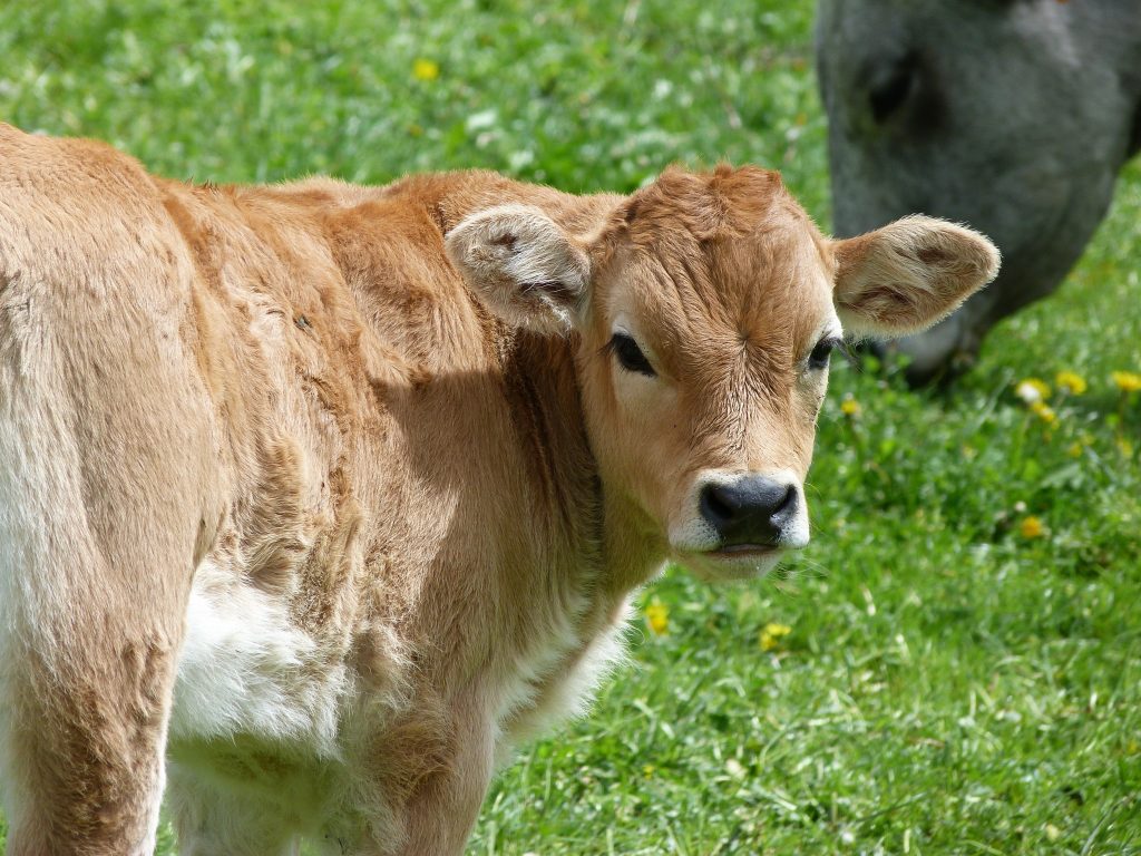 Vitela é carne de bezerro com popularidade notável no Brasil