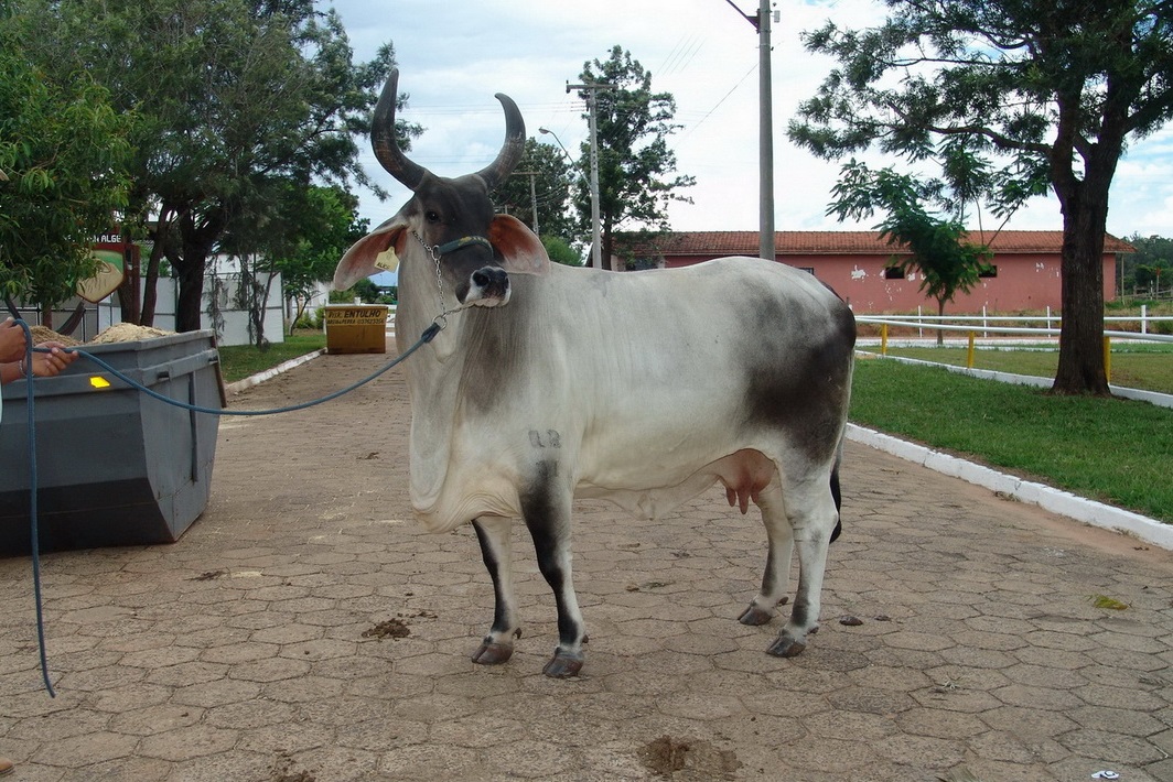 Guzerá é gado com baixo custo de criação e tratamento