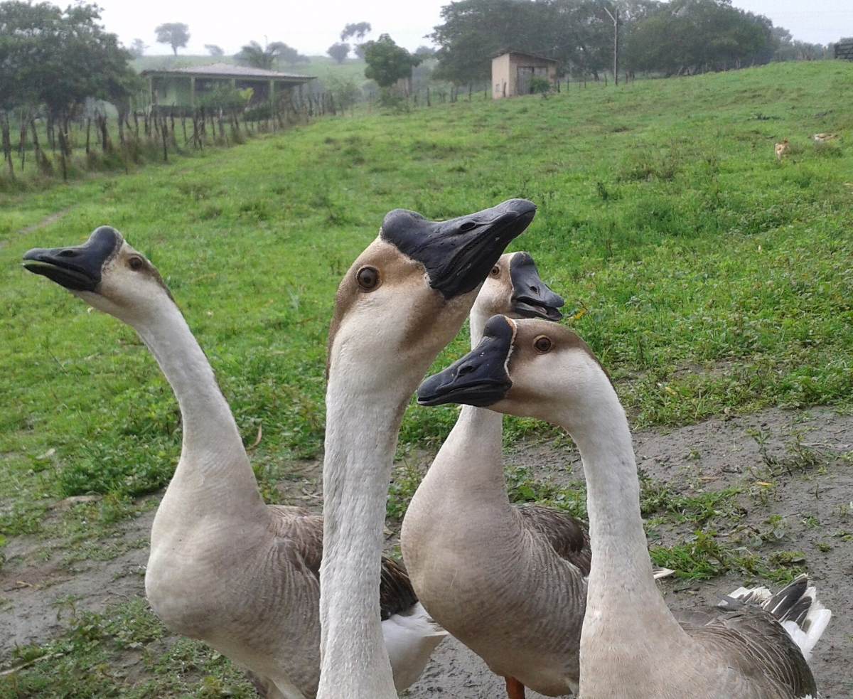 Anilha e as suas diferentes finalidade no mundo agro