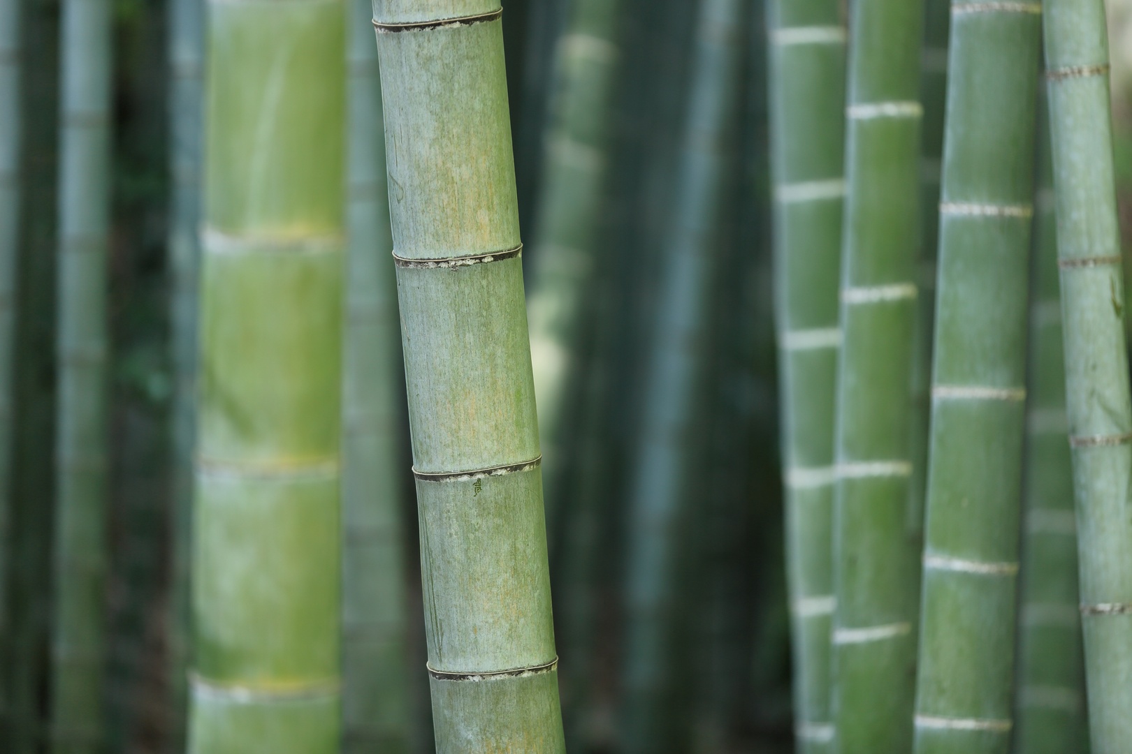 Bambu tem grande importância nas produções agrícolas