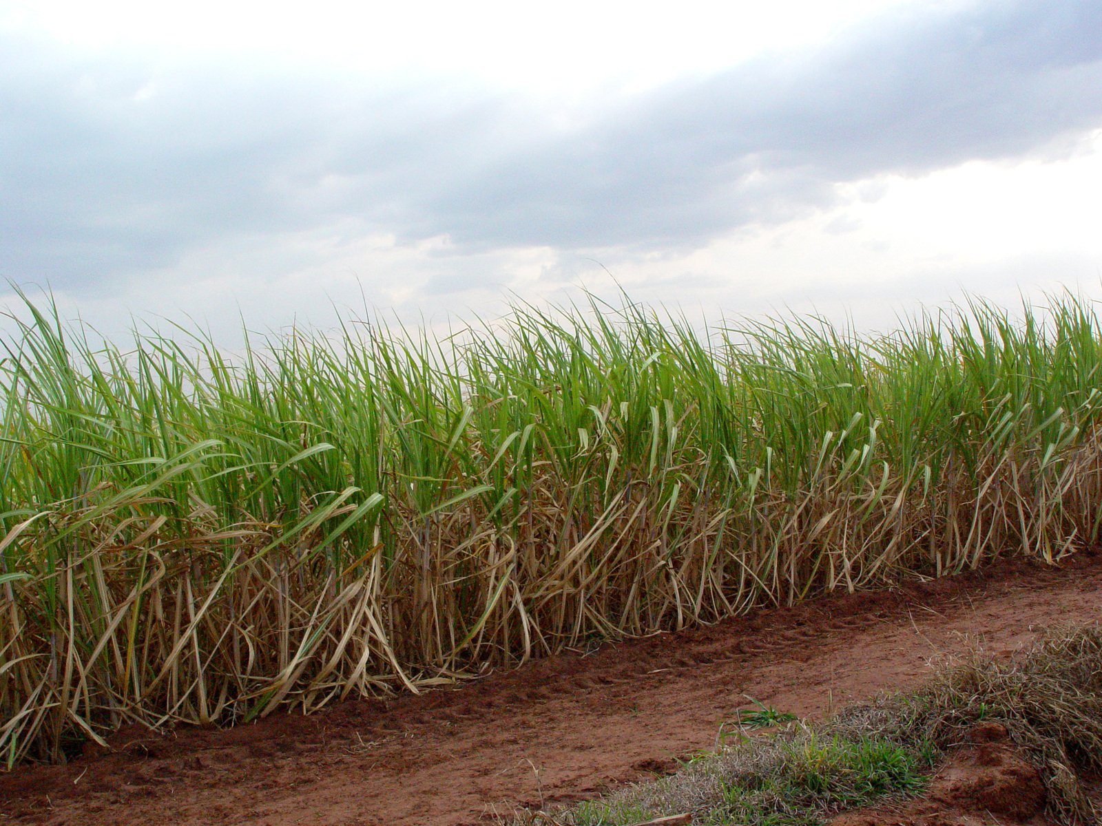 Canavial: entenda sua importância e saiba quais são os tipos de cultivo