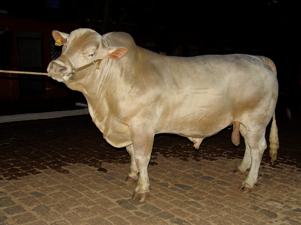Canchim: a origem e a importância dessa raça bovina