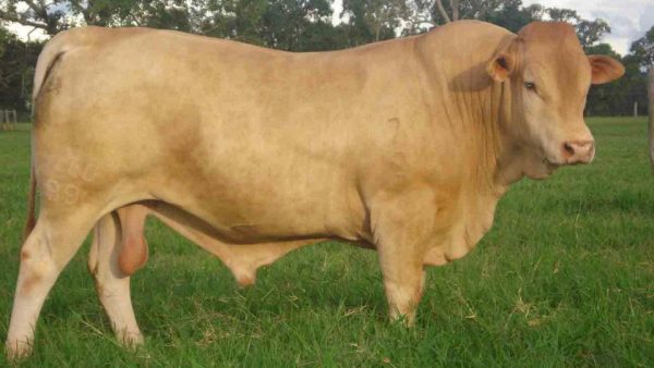 Caracu: saiba quais são as características dessa raça e suas vantagens