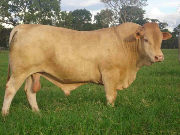 Caracu: saiba quais são as características dessa raça e suas vantagens