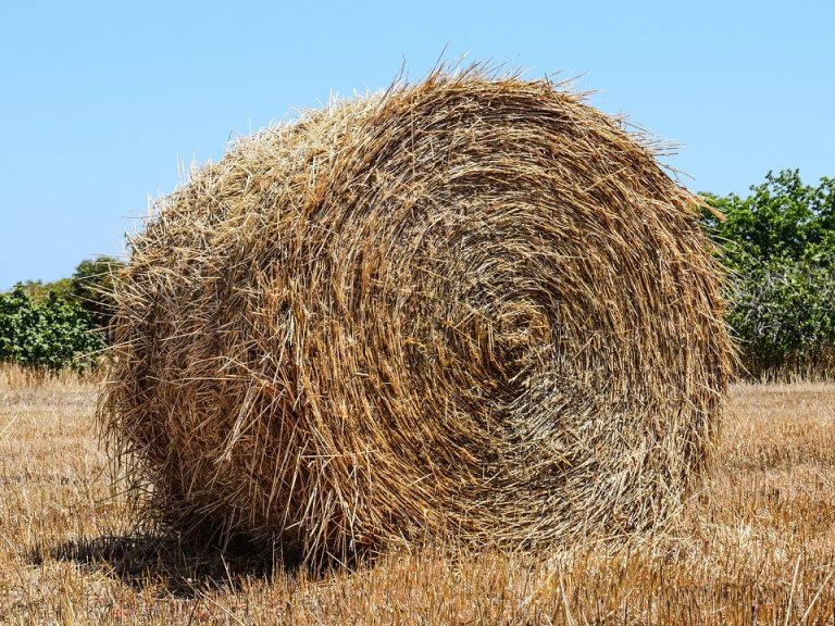 Forrageira é planta utilizada na alimentação de animais
