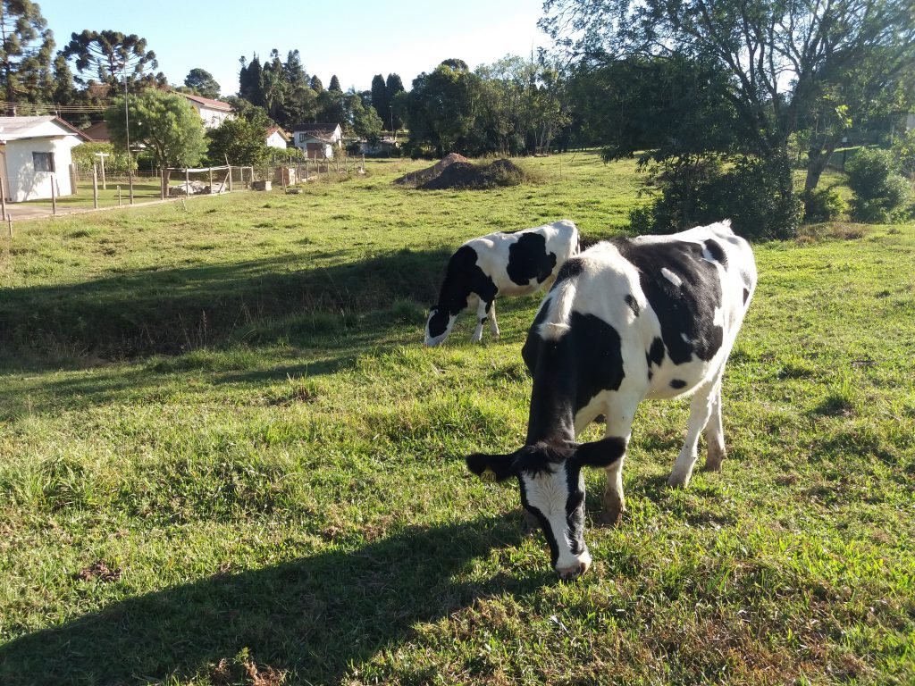 Vaca louca é doença fatal transmitida por bovinos que afeta o ser humano