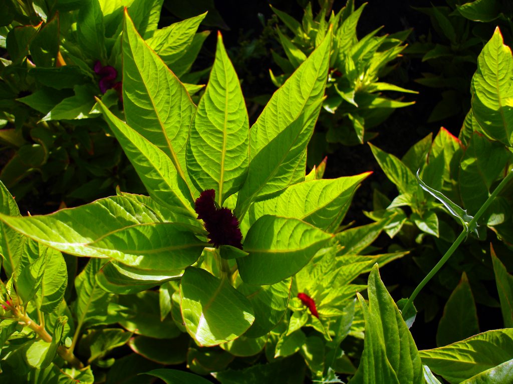 Caruru é planta usada em alimentos e de forma medicinal