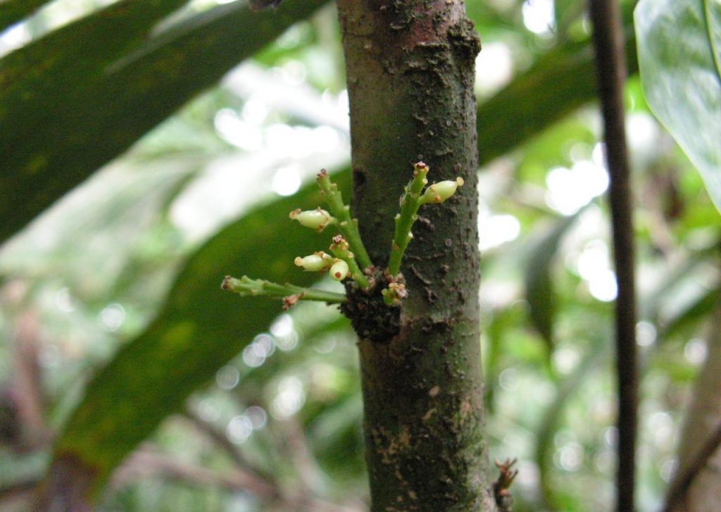 Embira é planta nativa da Mata Atlântica que atrai os pássaros