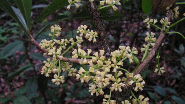 Embira é planta nativa da Mata Atlântica que atrai os pássaros