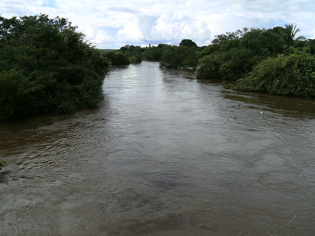 Barbado é um peixe de água doce que pode medir até 1,2 metro