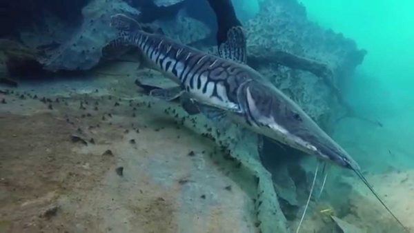 Cachara é peixe nobre e de alto valor entre os pescados