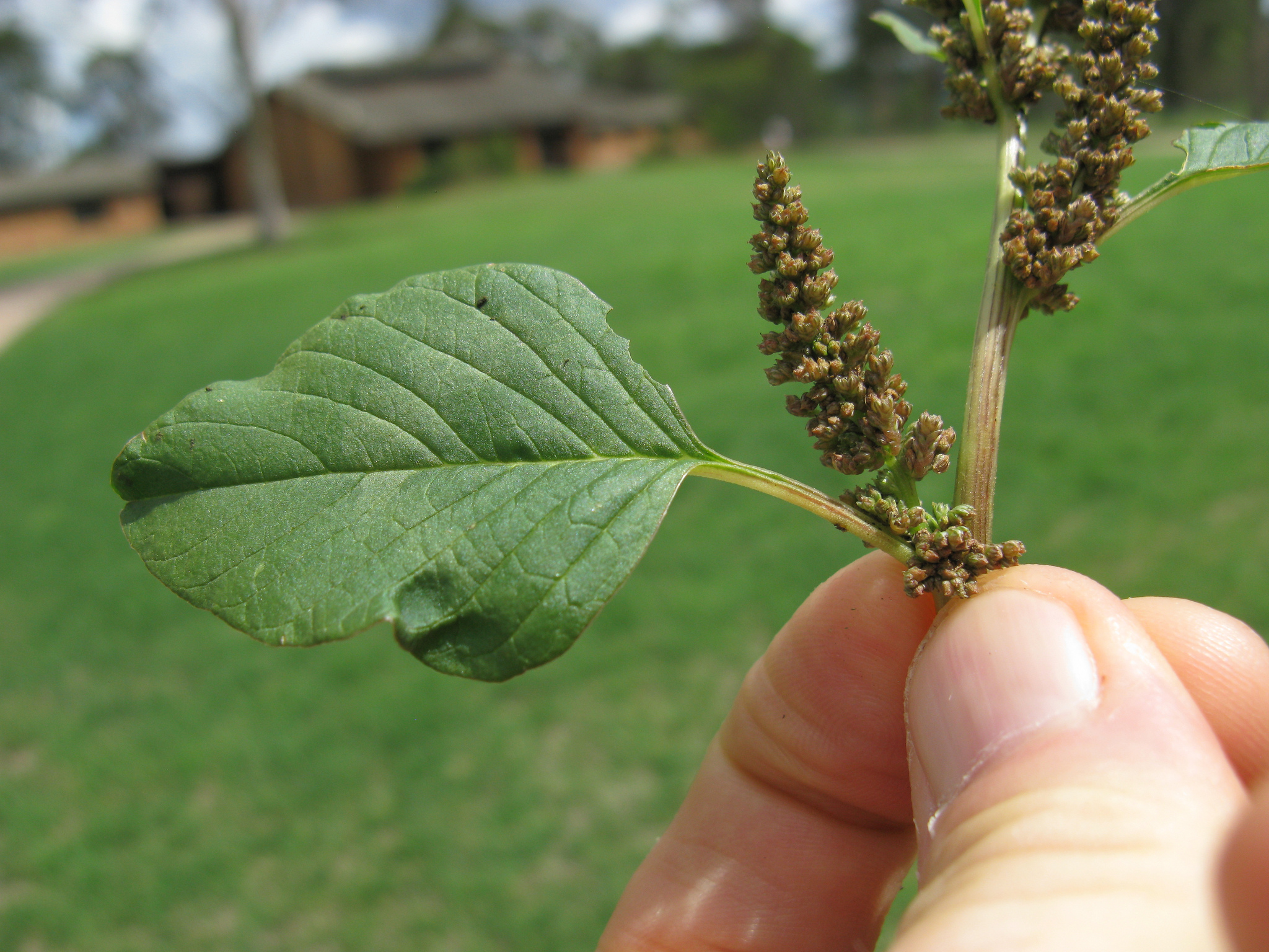 Caruru é planta usada em alimentos e de forma medicinal