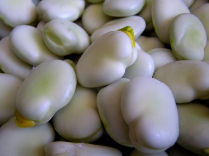 Fava é leguminosa de propriedades medicinais e variados benefícios