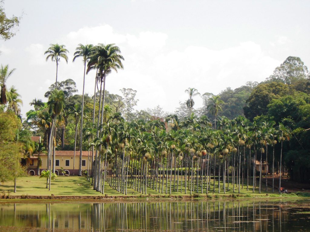 Horto florestal e a importância de sua preservação