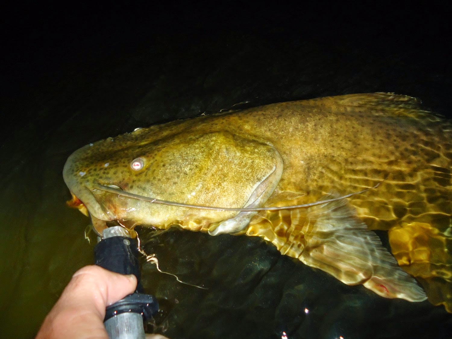 Jaú é destaque entre os maiores peixes de rio do Brasil
