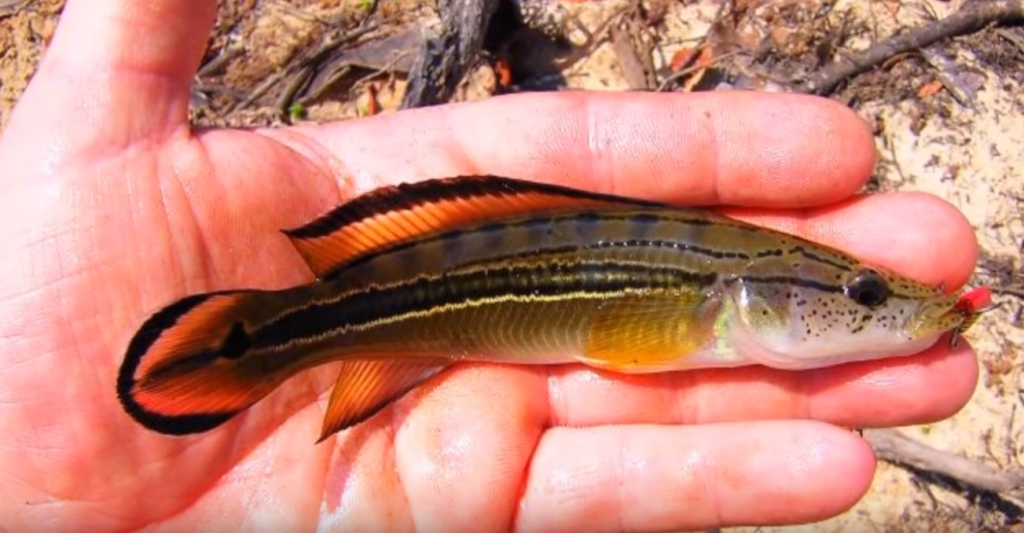 Jacundá é um peixe que encanta pela beleza de suas cores