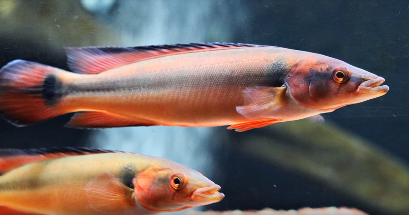 Jacundá é um peixe que encanta pela beleza de suas cores