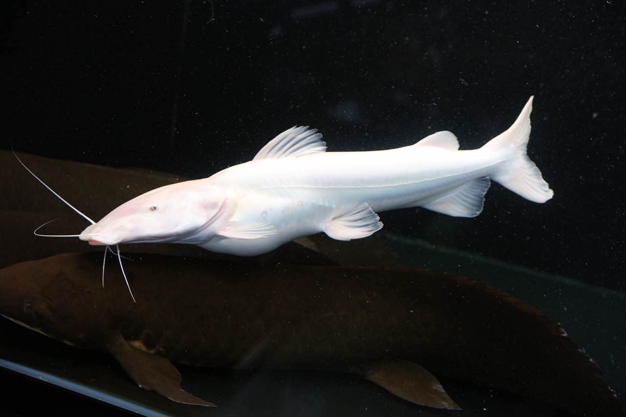 Jundiá é um peixe de fácil cultivo e carne muito saborosa