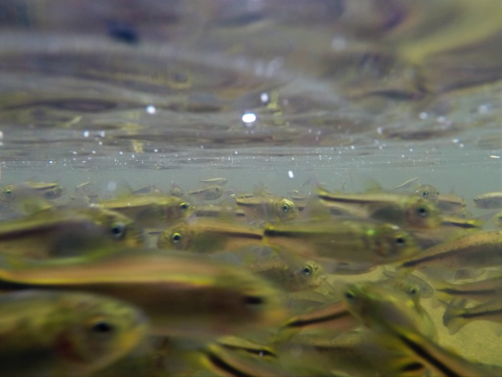 Lambari tem produção voltada para consumo e uso como isca