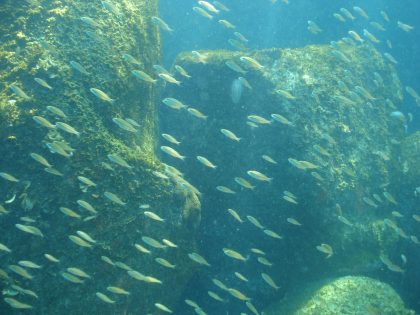 Lambari tem produção voltada para consumo e uso como isca