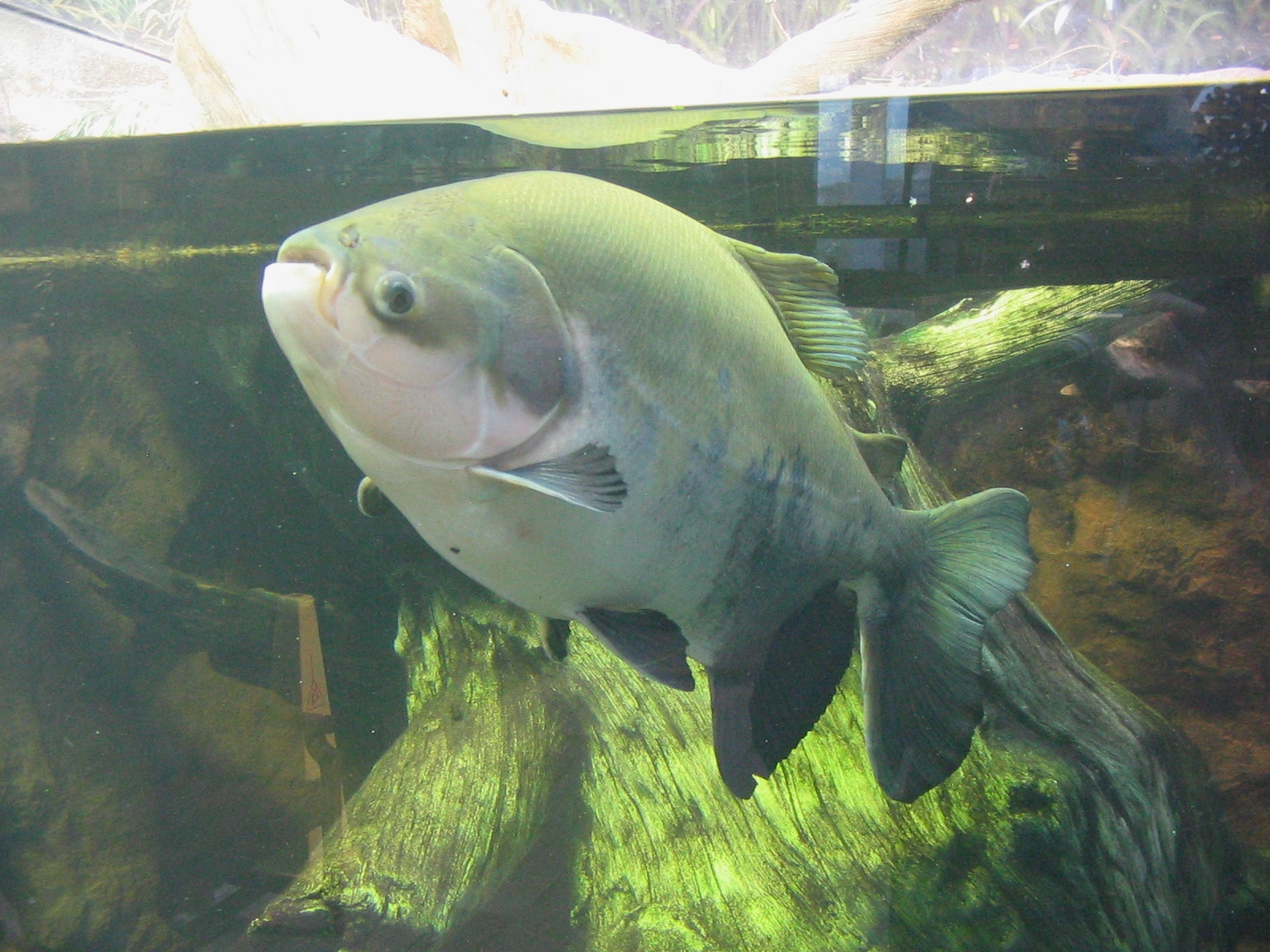 Pacu é peixe requisitado no mercado nacional e internacional