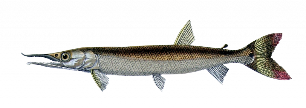 Peixe bicuda é conhecido pelos saltos e dificuldade de pesca