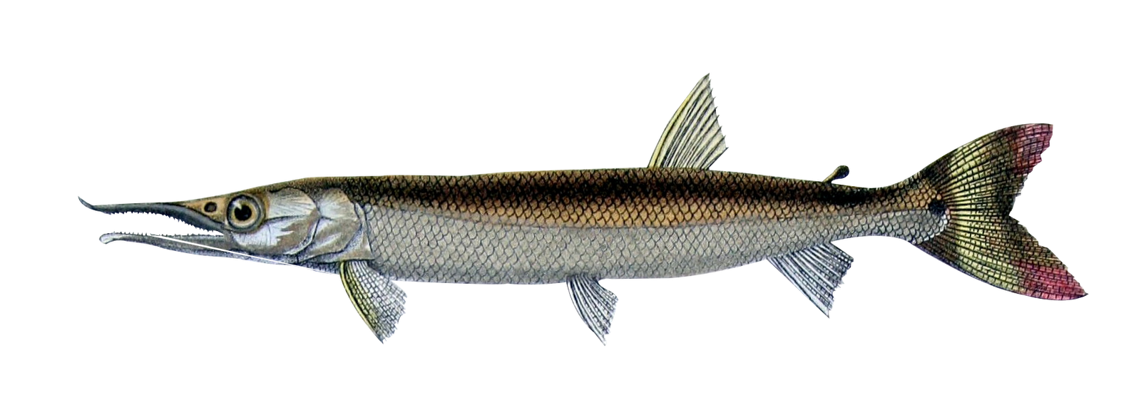 Peixe bicuda é conhecido pelos saltos e dificuldade de pesca