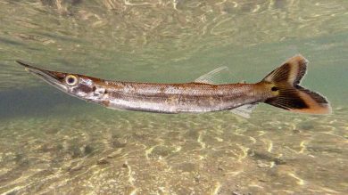 Peixe bicuda é conhecido pelos saltos e dificuldade de pesca