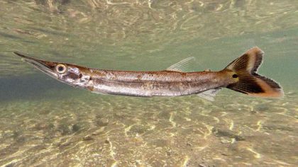 Peixe bicuda é conhecido pelos saltos e dificuldade de pesca