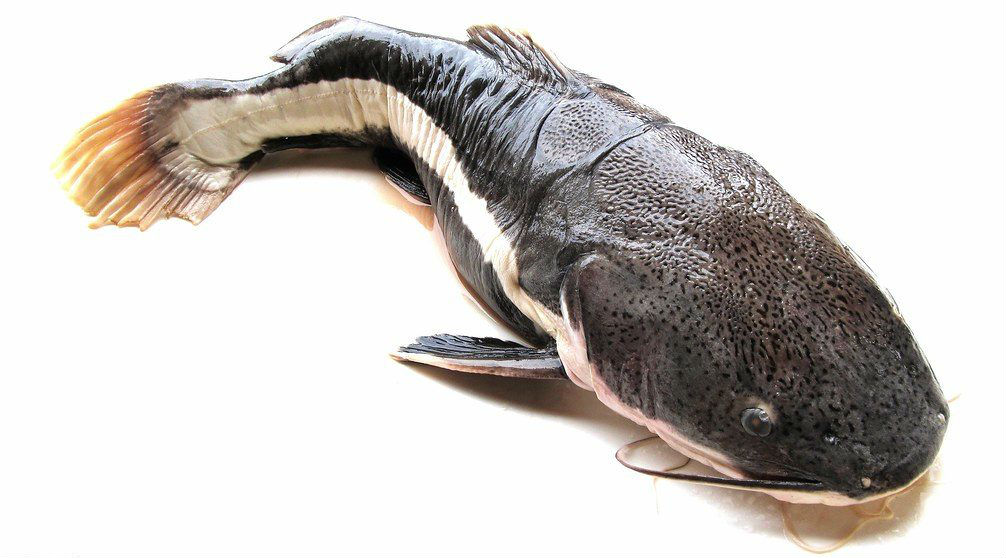 Pirarara é espécie de peixe apelidada de tubarão de água doce