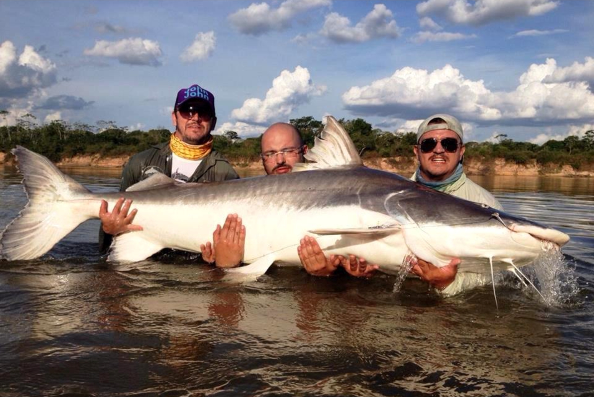 Piratinga é uma das maiores espécies de peixe do mundo