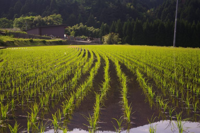Plantação de arroz auxilia na economia dos países desenvolvidos
