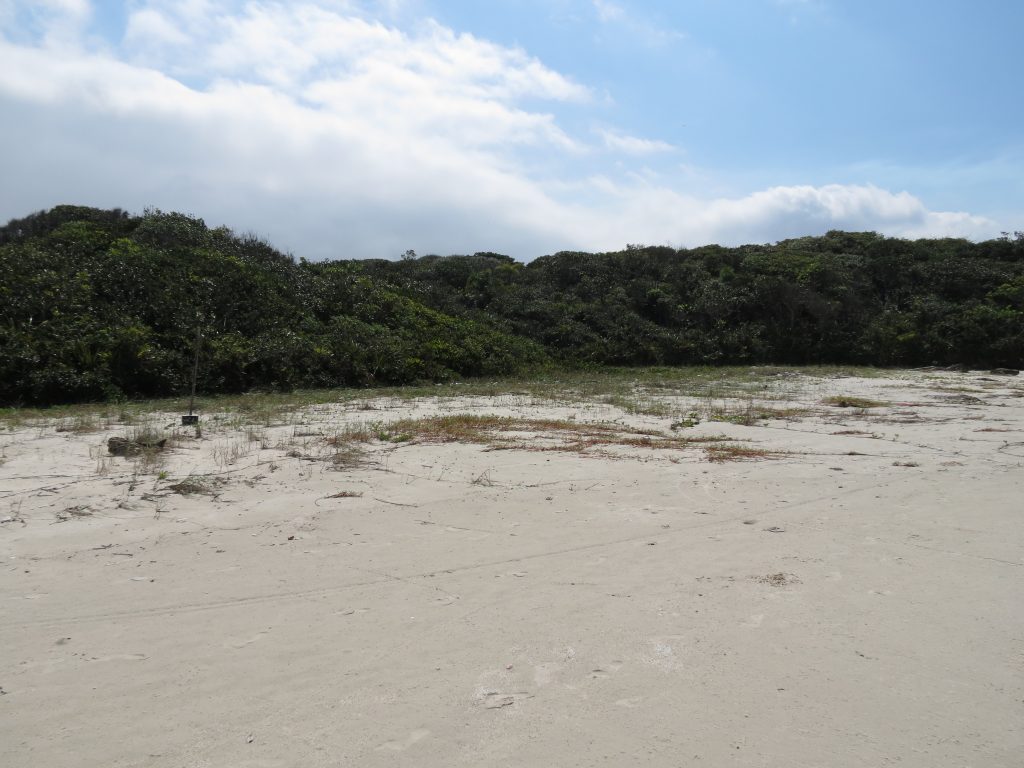 Restingas compõem as paisagens das zonas litorâneas brasileiras