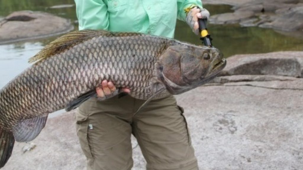 Trairão é confundido com a traíra, mas se destaca pelo tamanho