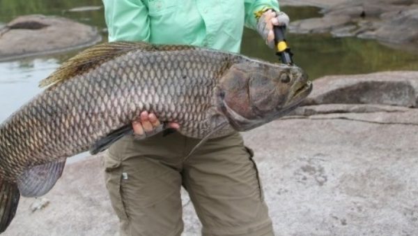 Trairão é confundido com a traíra, mas se destaca pelo tamanho