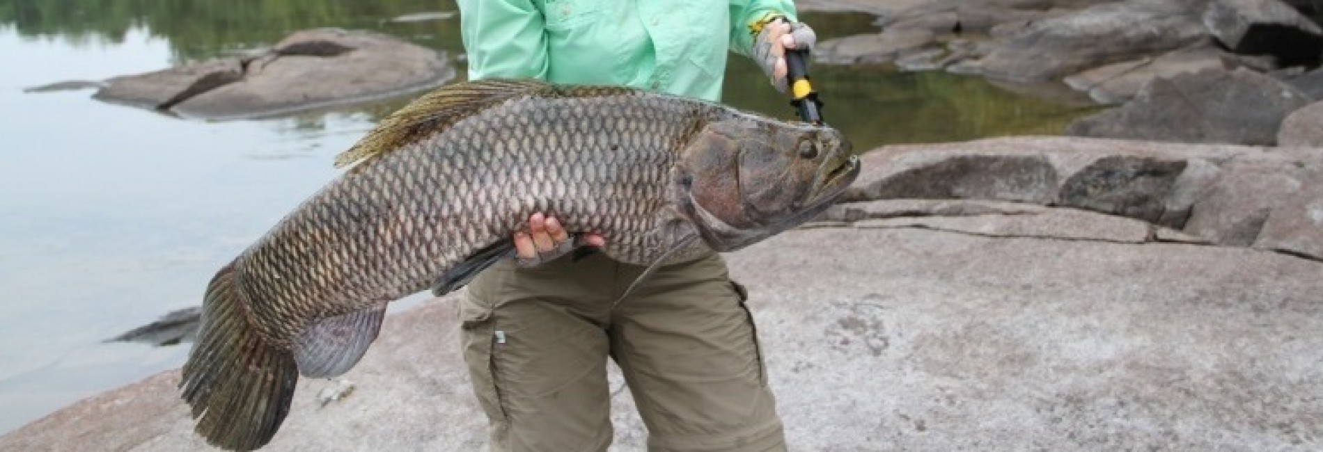 Trairão é confundido com a traíra, mas se destaca pelo tamanho