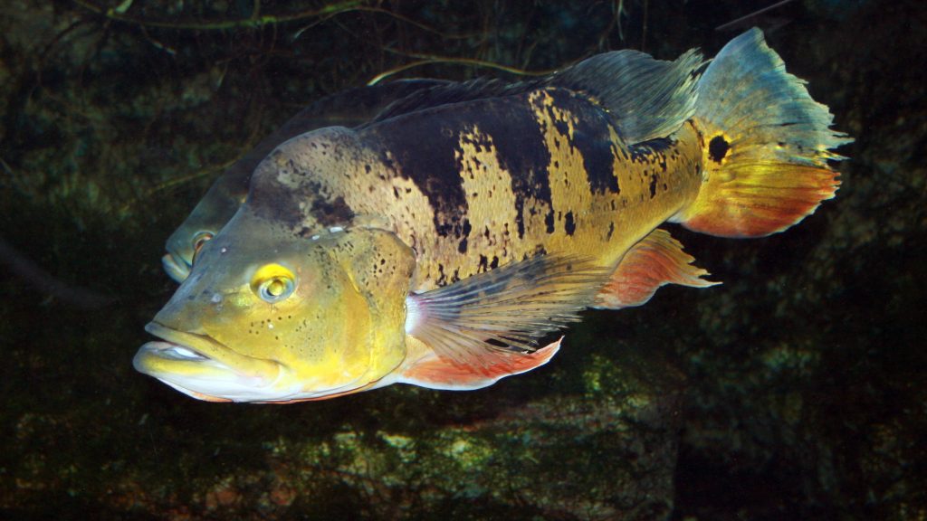 Tucunaré é referência de desafio na pesca esportiva