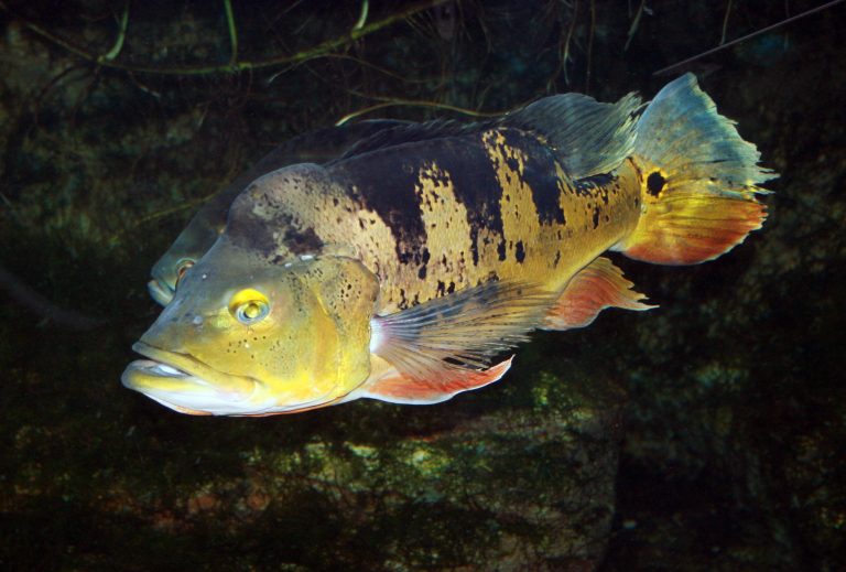 Tucunaré é referência de desafio na pesca esportiva
