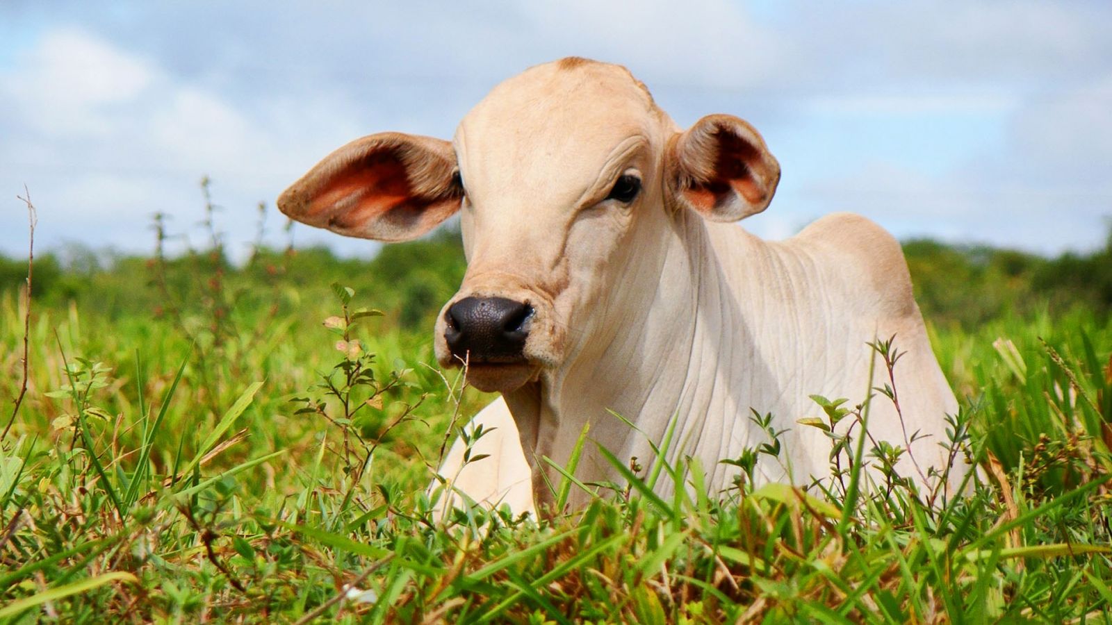 Bezerro é a cria da vaca ainda em fase de amamentação