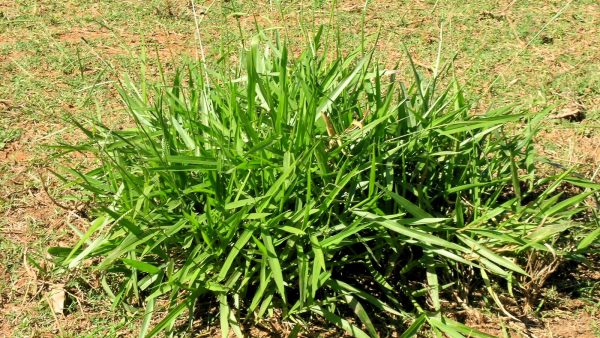 Braquiária é uma forrageira muito utilizada na criação de animais